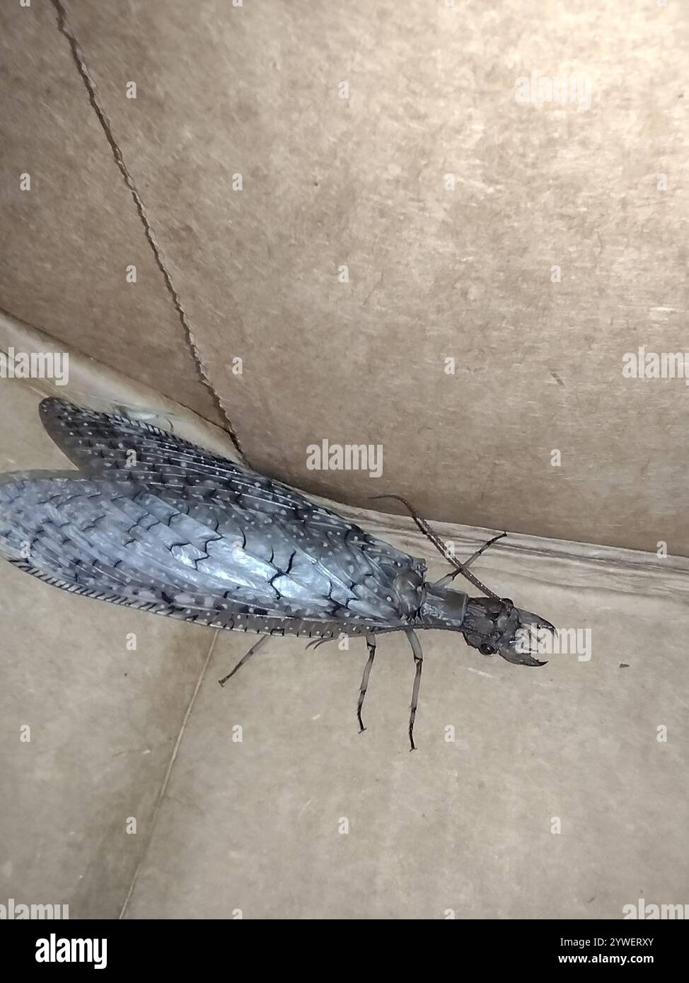 Eastern Dobsonfly (Corydalus cornutus Stock Photo - Alamy