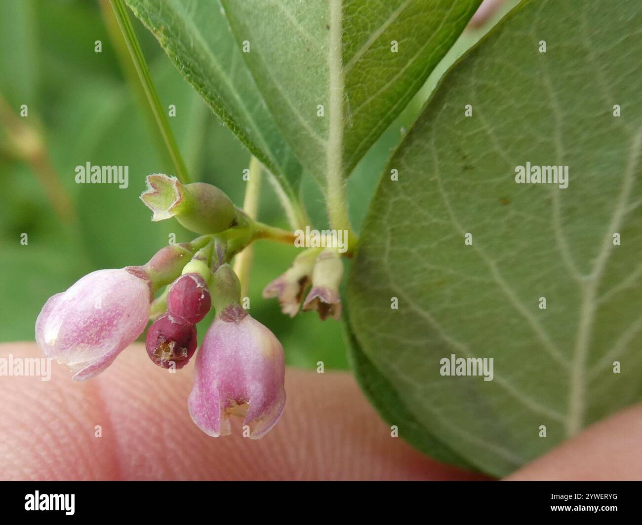 Common Snowberry (Symphoricarpos albus Stock Photo - Alamy