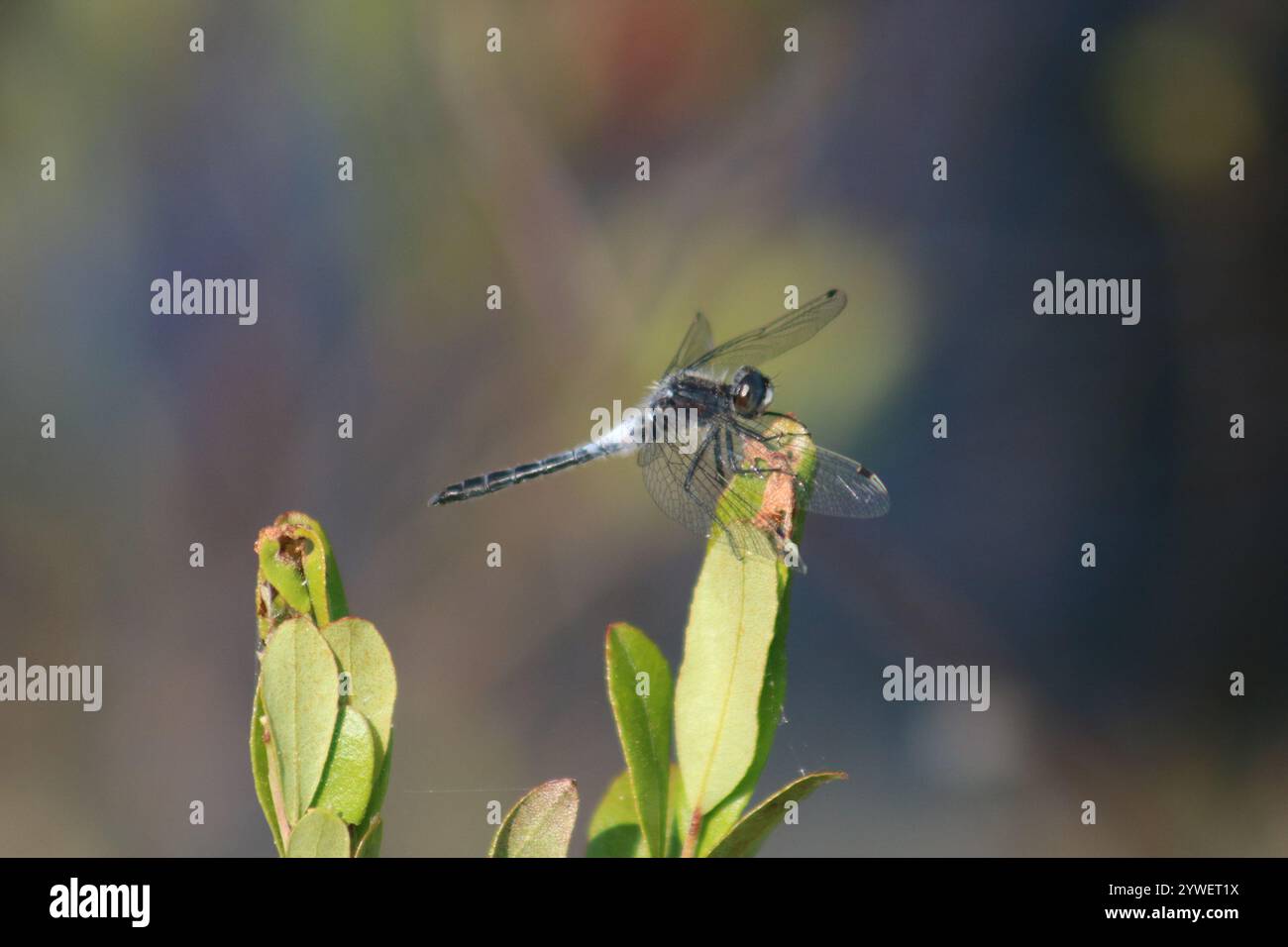 Frosted Whiteface (Leucorrhinia frigida Stock Photo - Alamy