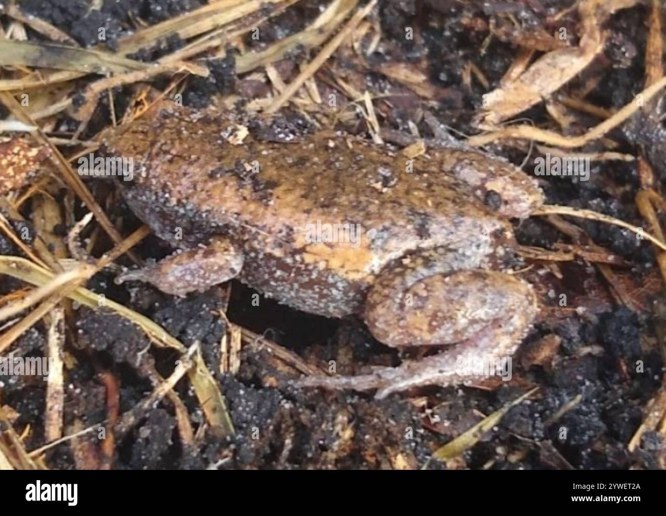 Eastern Narrow-mouthed Toad (Gastrophryne carolinensis Stock Photo - Alamy