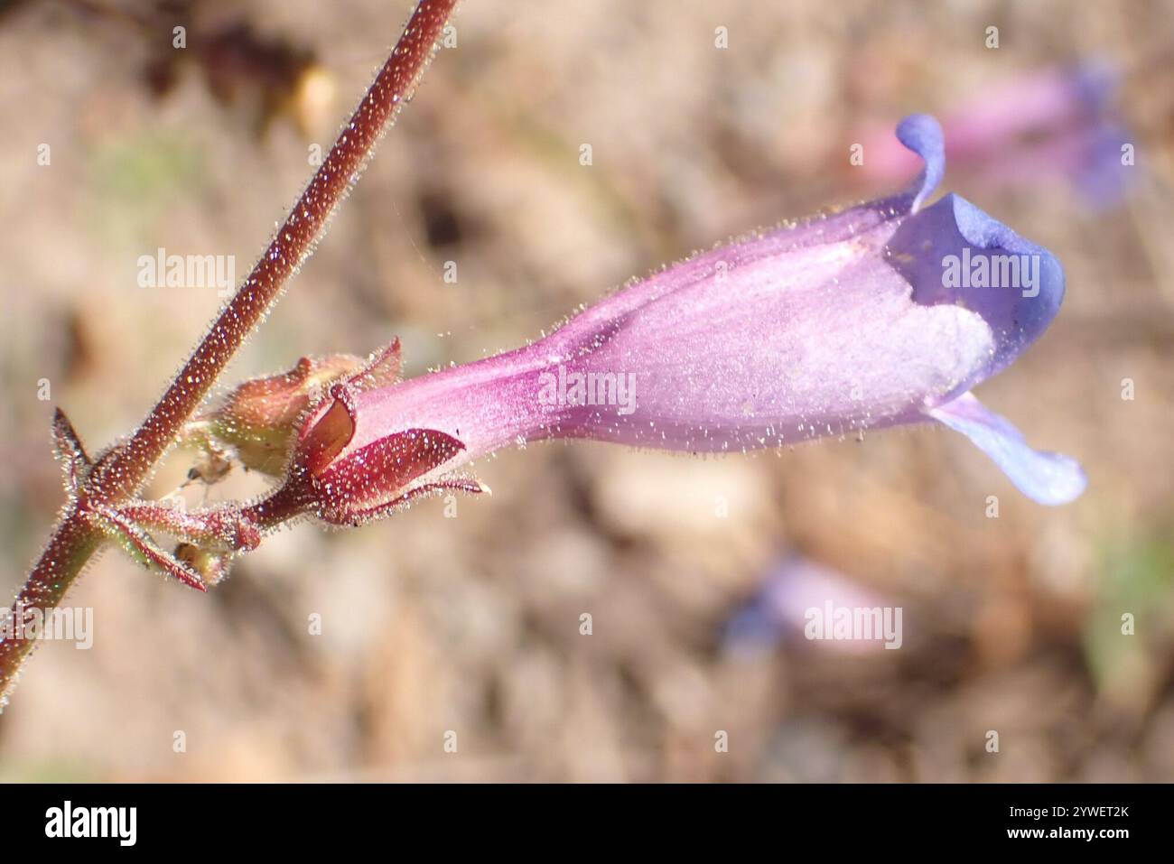 Roezl's penstemon (Penstemon roezlii Stock Photo - Alamy