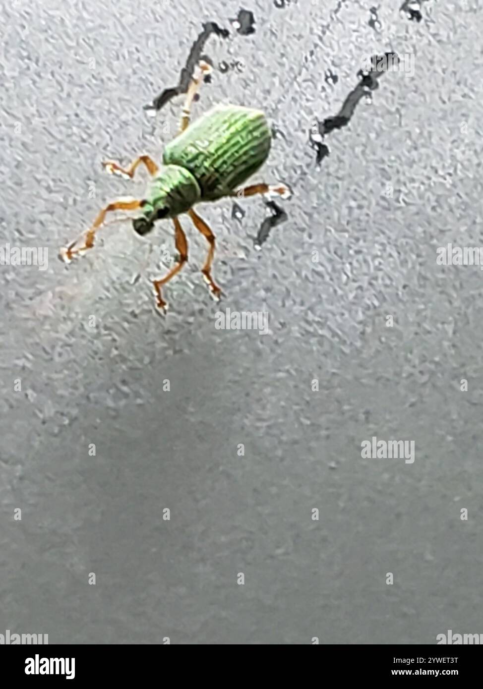 Green Immigrant Leaf Weevil (Polydrusus formosus Stock Photo - Alamy