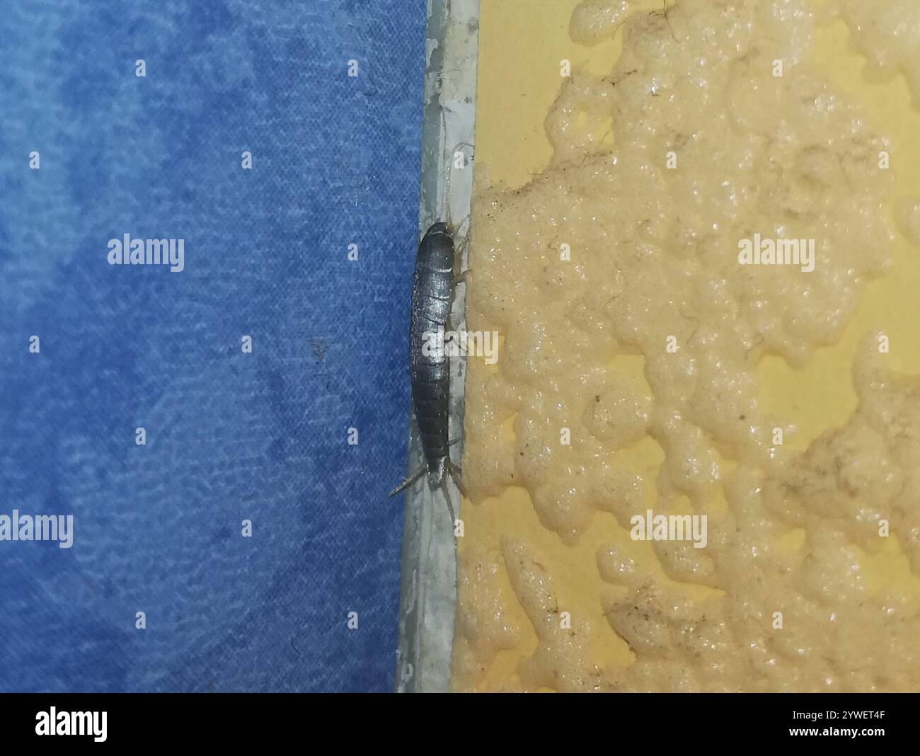 Common Silverfish (Lepisma saccharinum Stock Photo - Alamy
