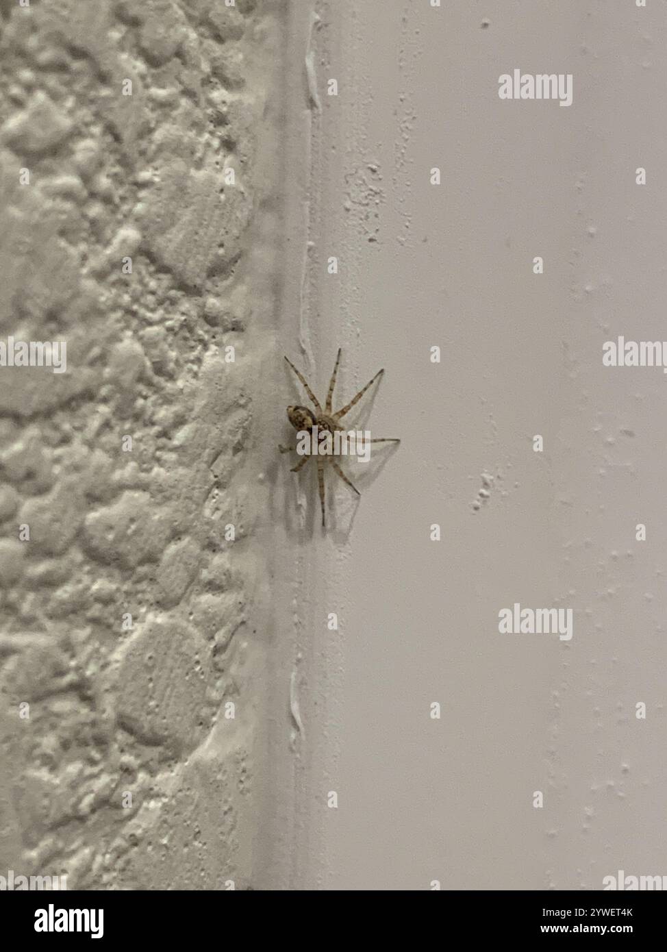 Wall Spiders (Oecobius Stock Photo - Alamy