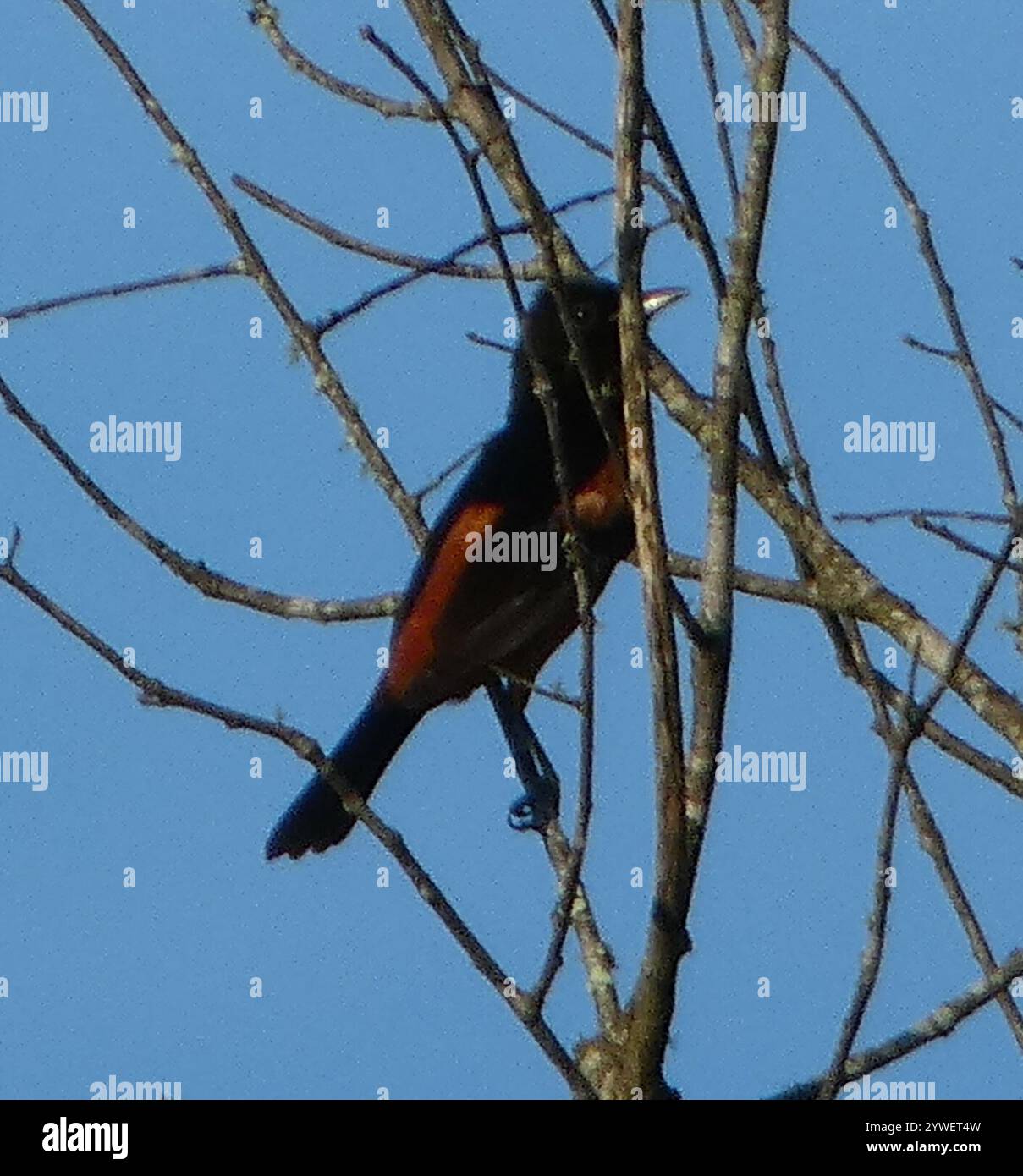 Orchard Oriole (Icterus spurius Stock Photo - Alamy