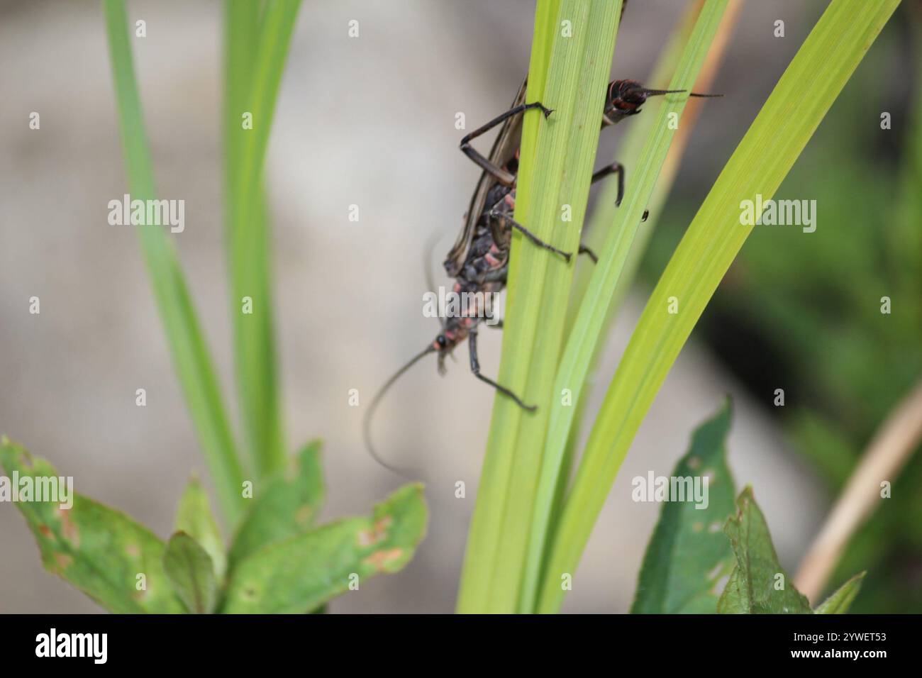 Giant Stoneflies and Salmonflies (Pteronarcys Stock Photo - Alamy