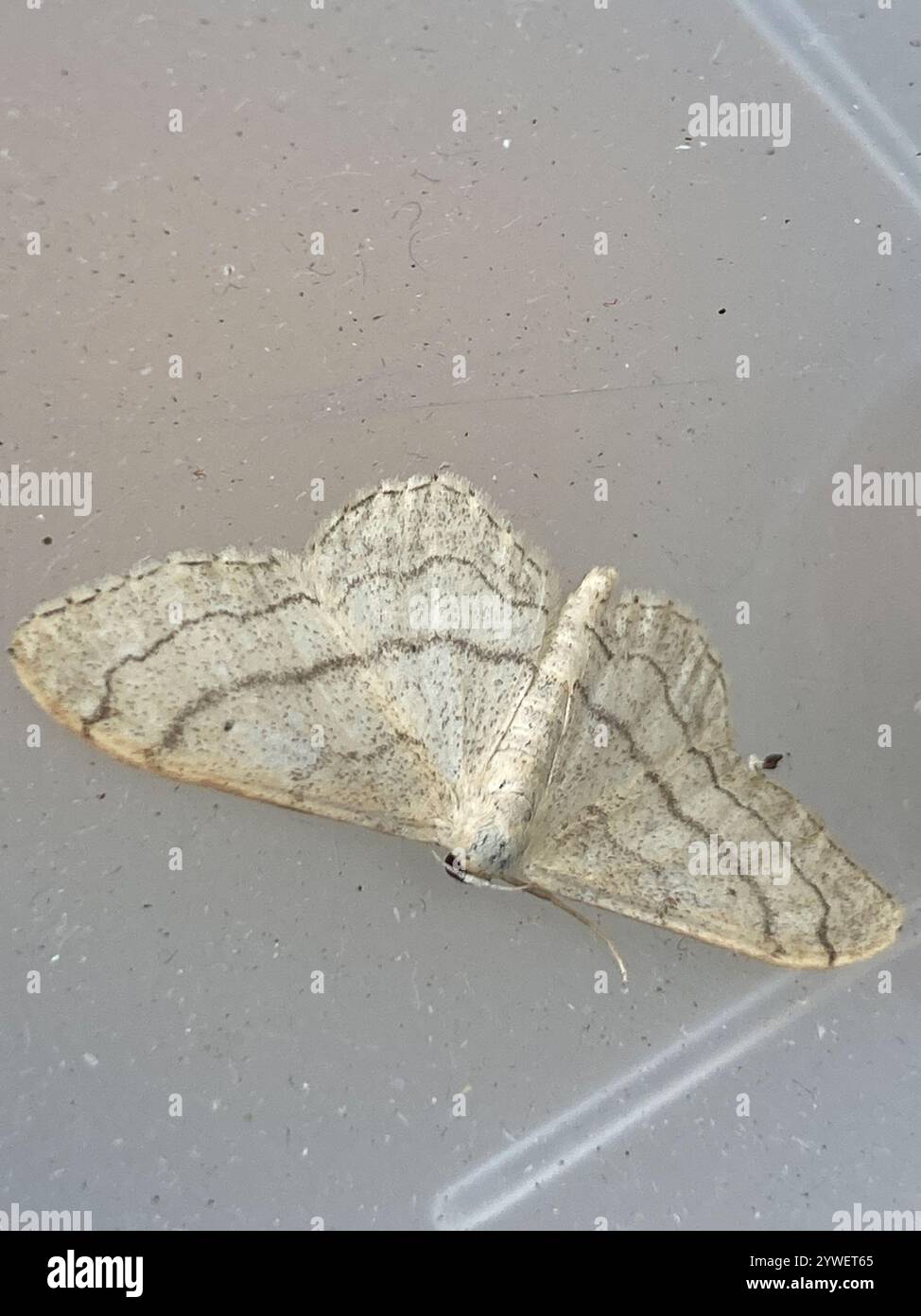 Riband Wave (Idaea aversata Stock Photo - Alamy