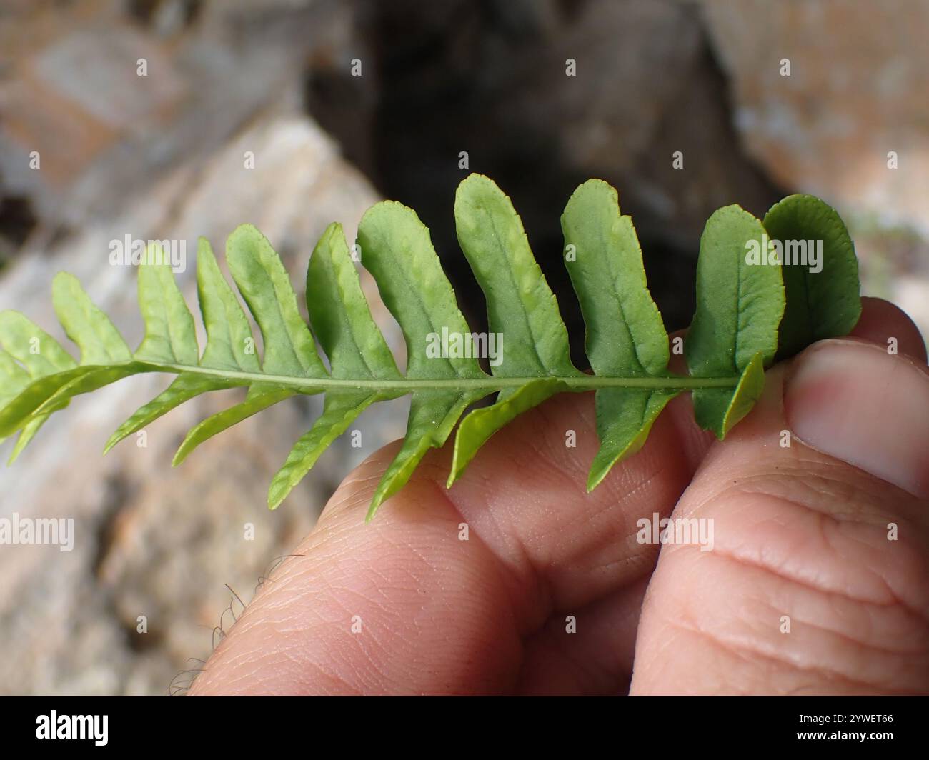 western polypody (Polypodium hesperium Stock Photo - Alamy