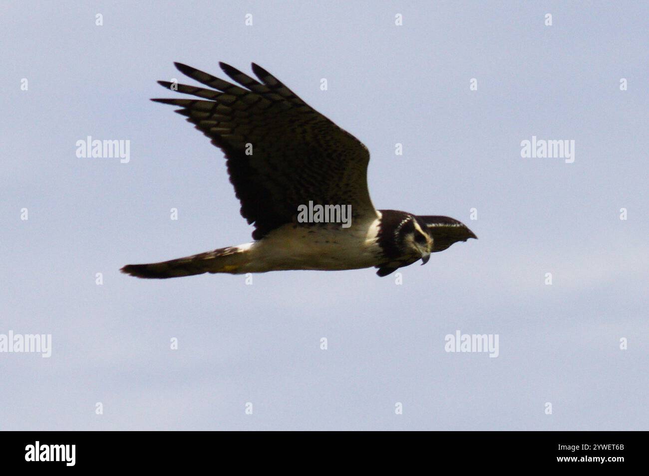 Long-winged Harrier (Circus buffoni Stock Photo - Alamy