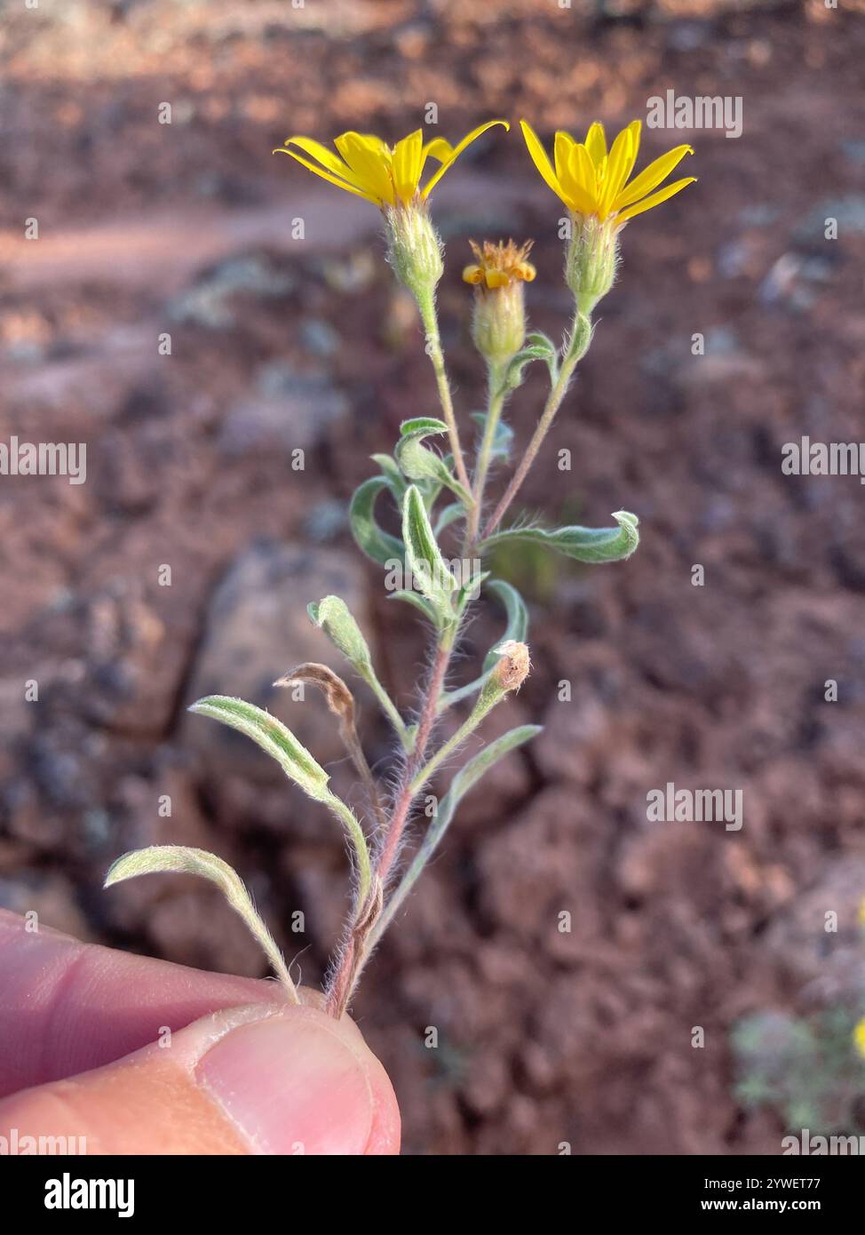 Harsh False Goldenaster (Heterotheca hirsutissima Stock Photo - Alamy