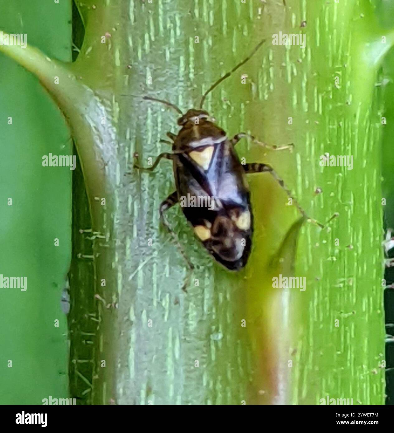 Three Spotted Nettle Bug (Liocoris tripustulatus Stock Photo - Alamy