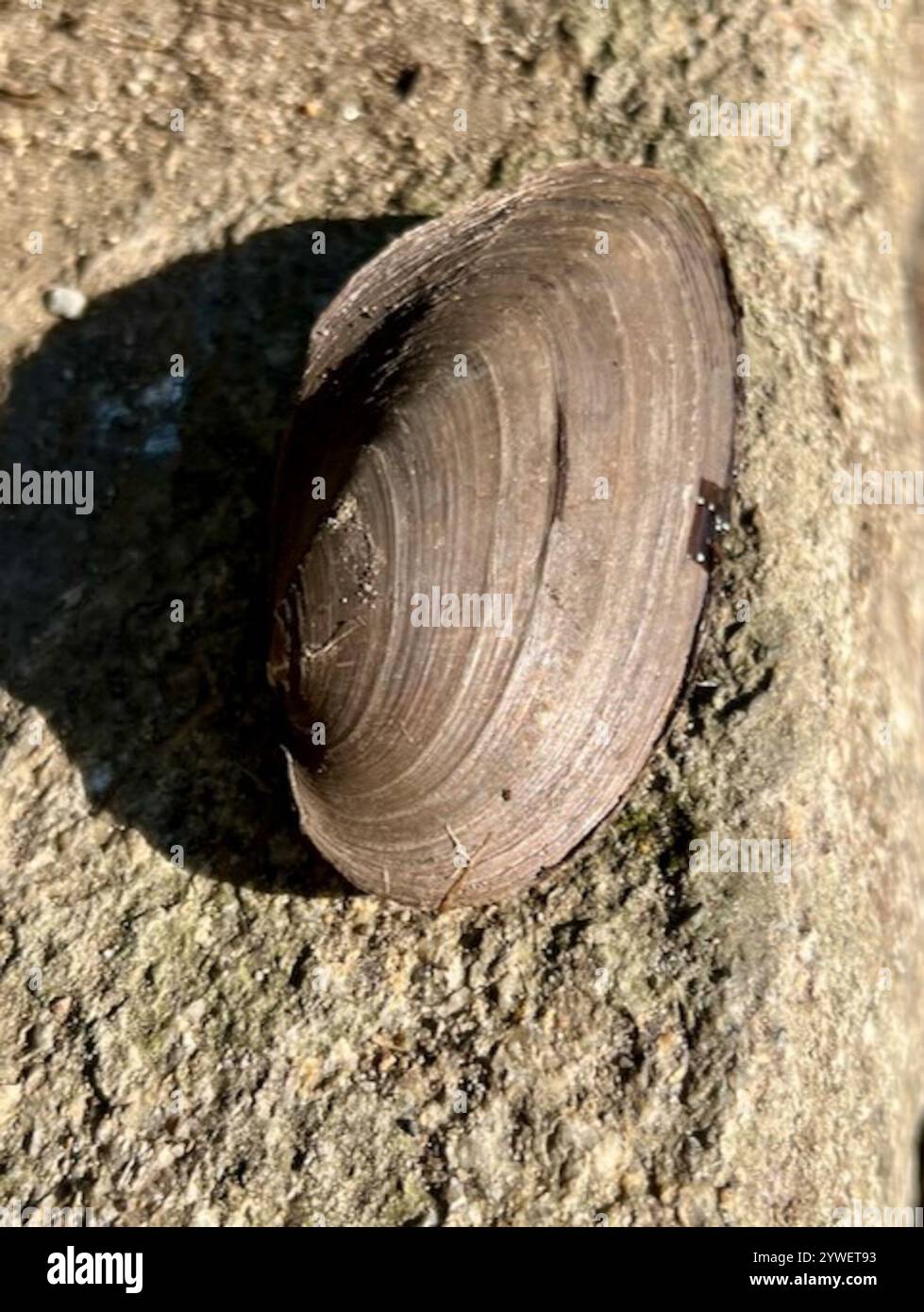 Eastern Elliptio (Elliptio complanata Stock Photo - Alamy