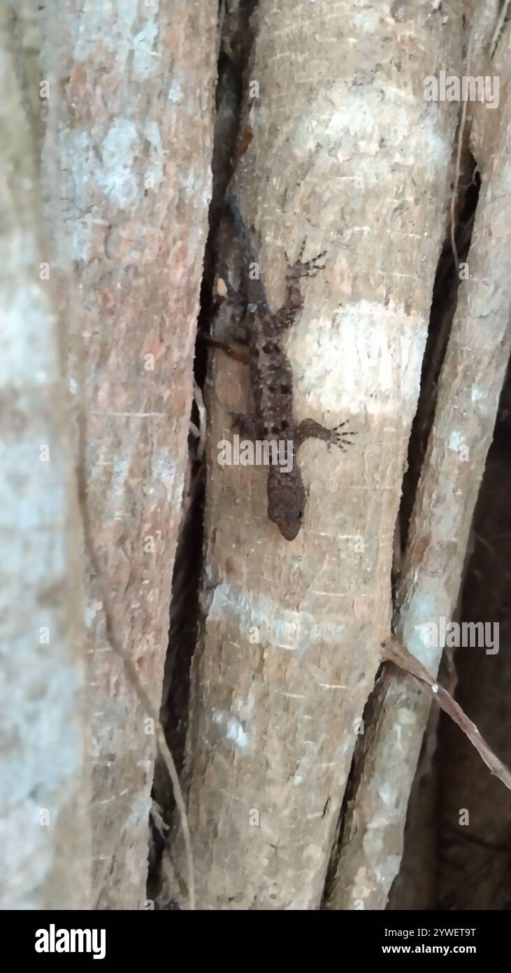 Yellow-headed Gecko (Gonatodes albogularis Stock Photo - Alamy