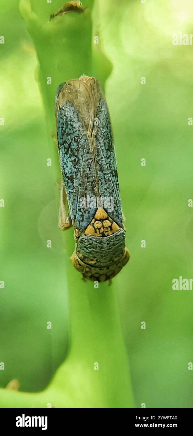Broad-headed Sharpshooter (Oncometopia orbona Stock Photo - Alamy