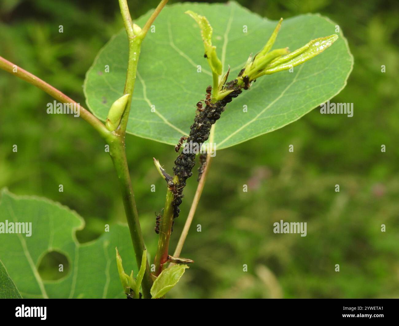 Smoky Poplar Aphid (Chaitophorus populicola Stock Photo - Alamy