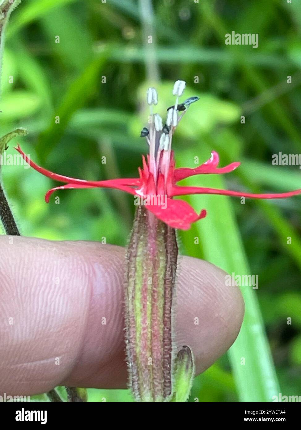 fire pink (Silene virginica Stock Photo - Alamy
