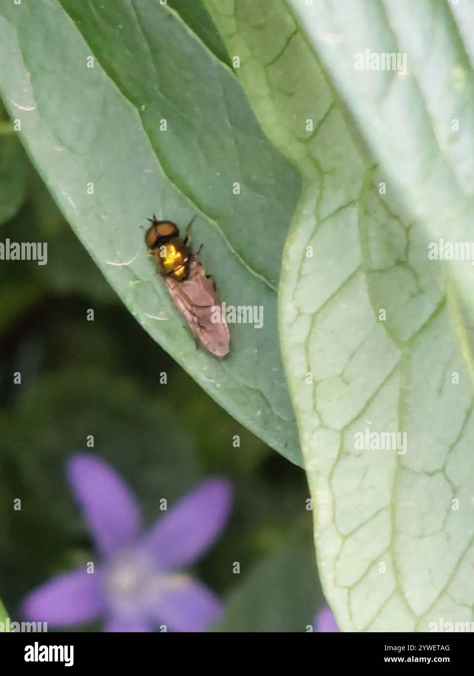 Broad Centurion Fly (Chloromyia formosa Stock Photo - Alamy