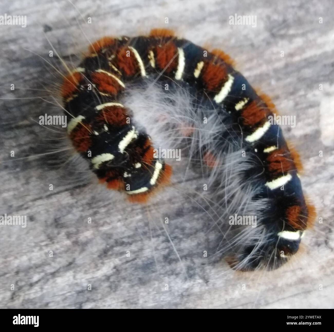 Small Eggar (Eriogaster lanestris Stock Photo - Alamy