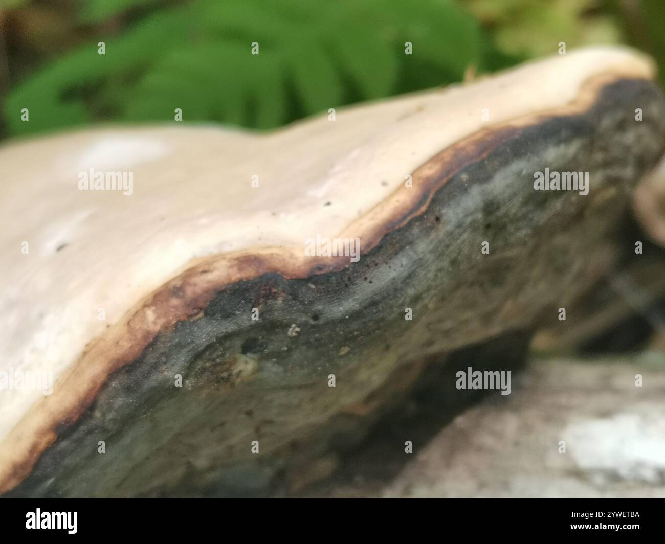 Red-banded Polypore (Fomitopsis pinicola Stock Photo - Alamy