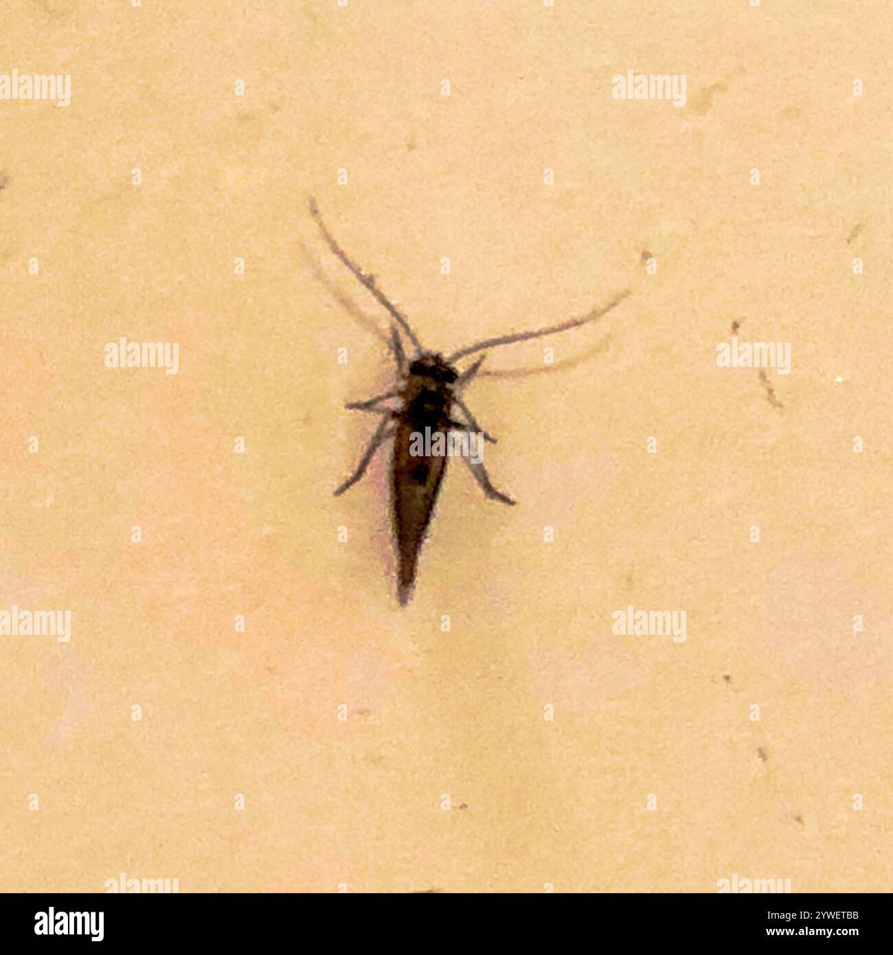 Barklice, Booklice, and Parasitic Lice (Psocodea Stock Photo - Alamy