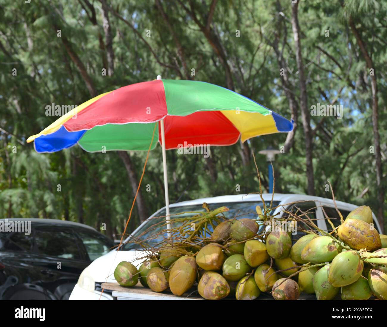 Pile of uncut coconuts for sale on Mauritius beach Stock Photo - Alamy