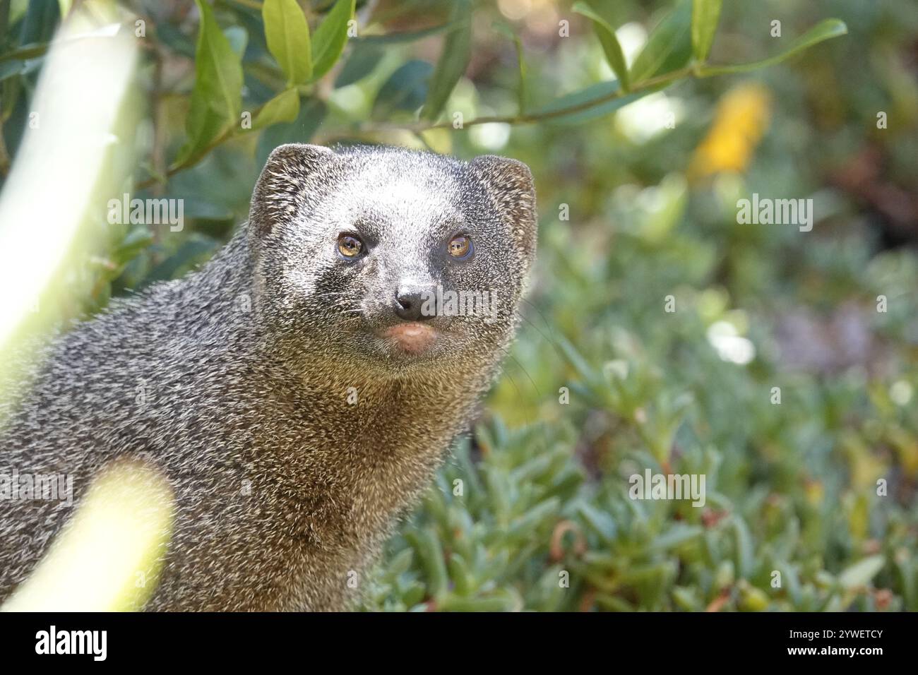 Cape grey mongoose hi-res stock photography and images - Alamy