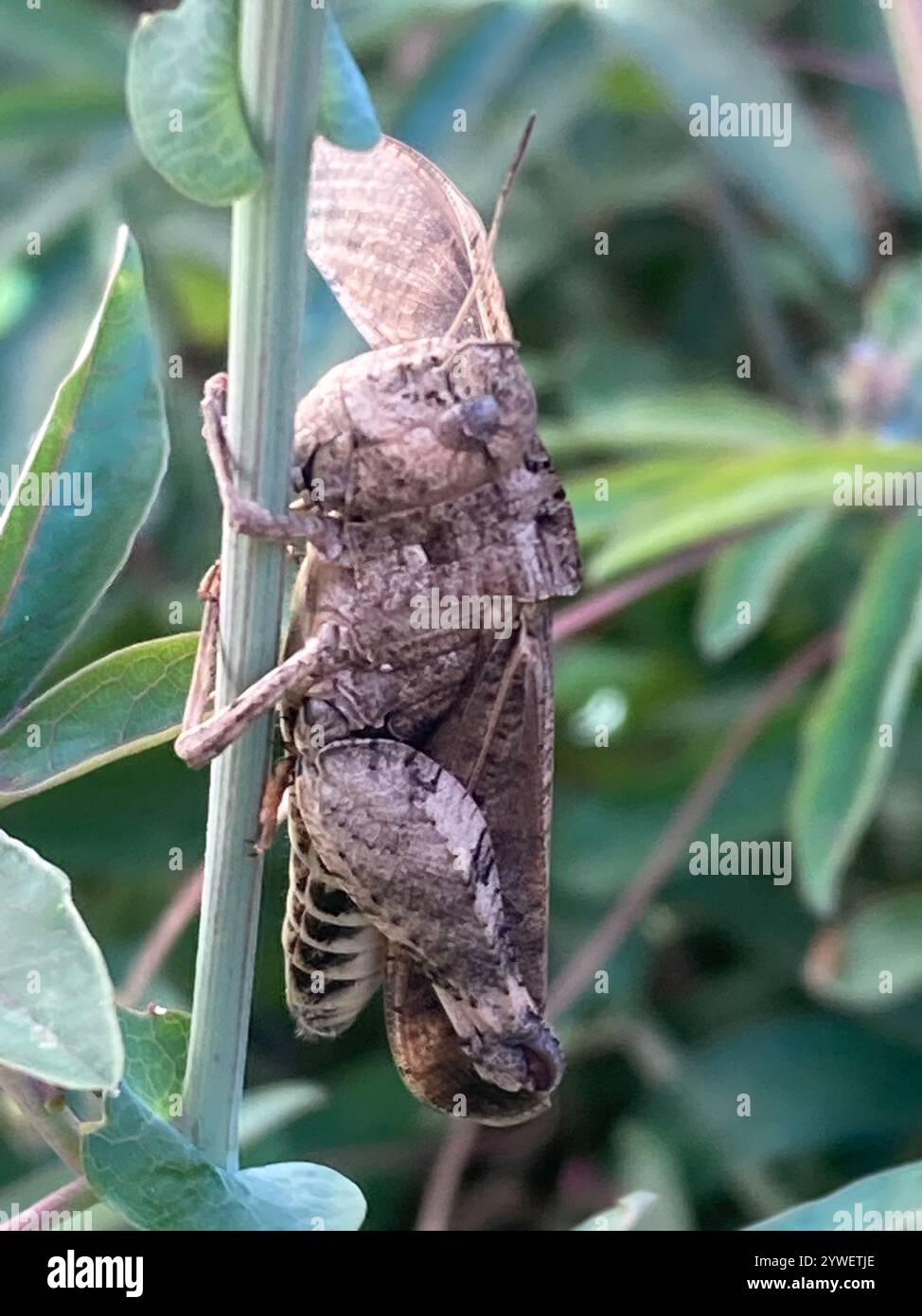 Plains Yellow-winged Grasshopper (Arphia simplex Stock Photo - Alamy