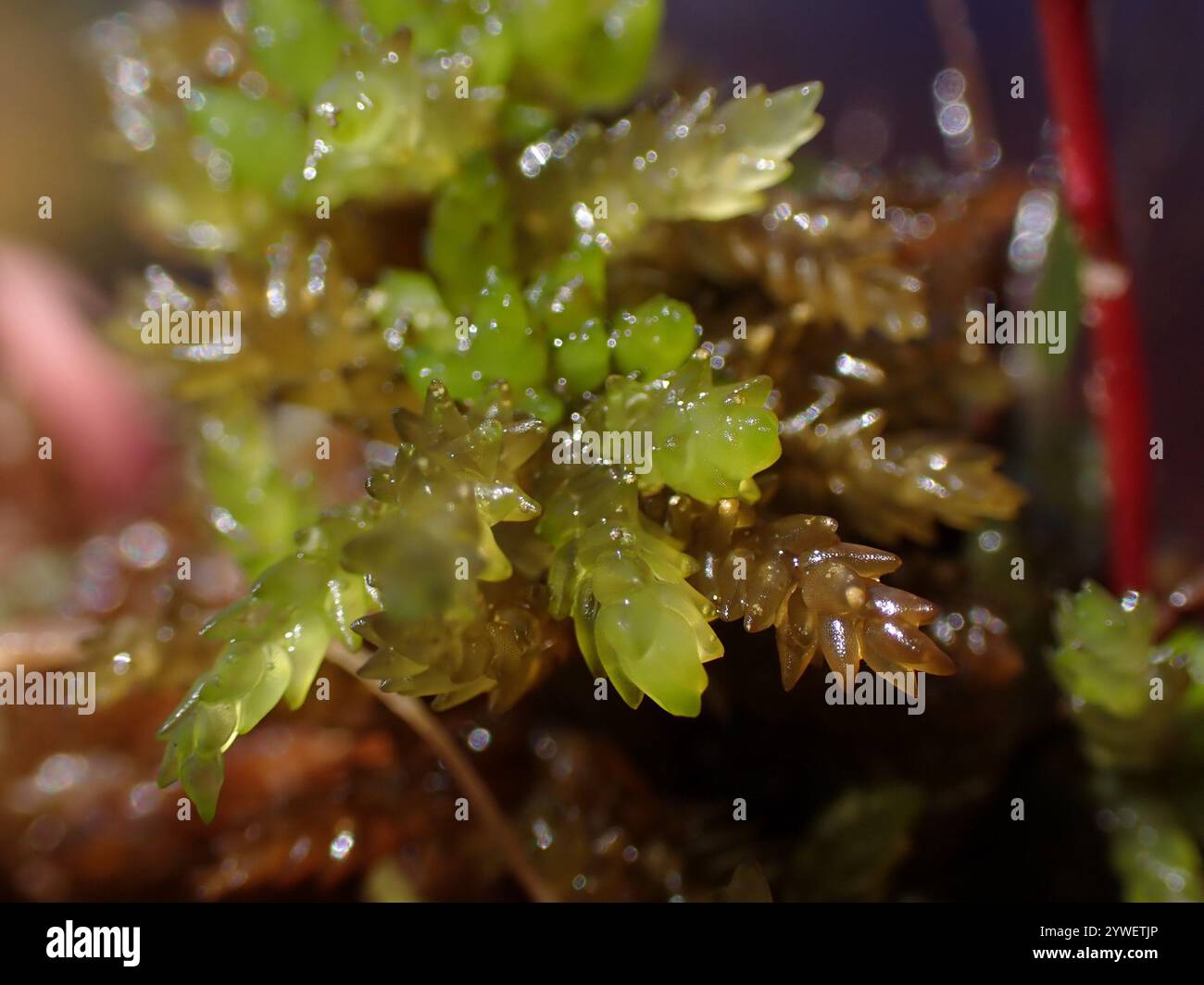 Papillose Peatmoss (Sphagnum papillosum Stock Photo - Alamy