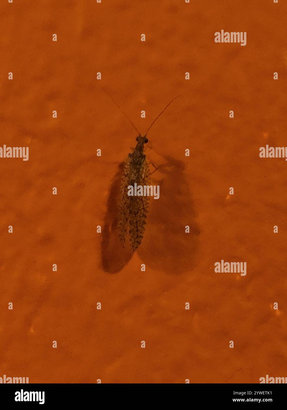 Posterior Brown Lacewing (Micromus posticus Stock Photo - Alamy