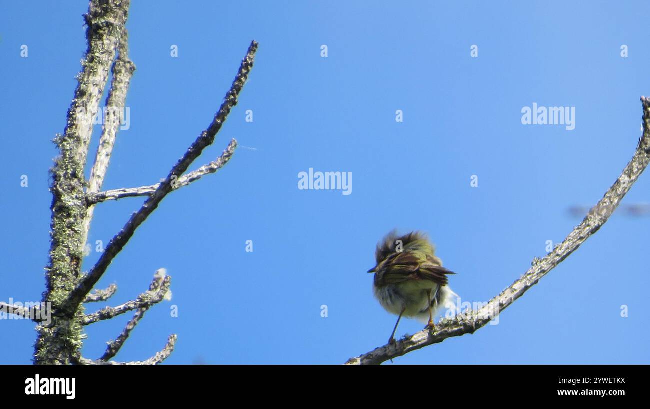 Greenish Warbler (Phylloscopus trochiloides Stock Photo - Alamy