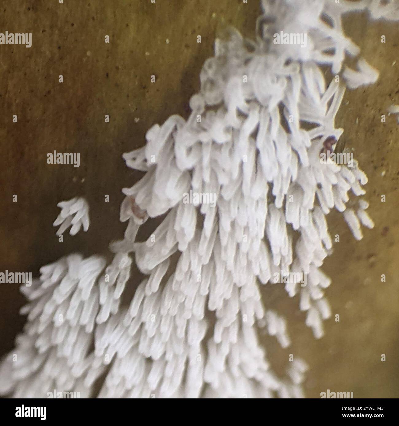 Common Coral Slime (Ceratiomyxa fruticulosa Stock Photo - Alamy