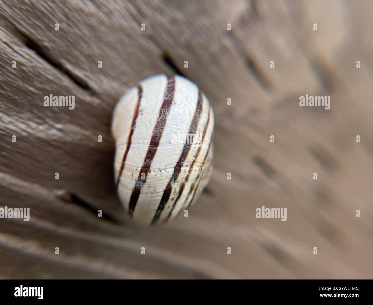 Milk Snail (Otala lactea Stock Photo - Alamy