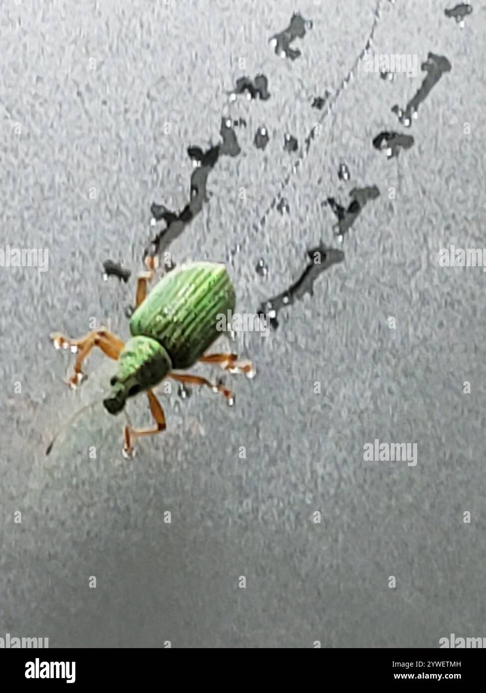 Green Immigrant Leaf Weevil (Polydrusus formosus Stock Photo - Alamy