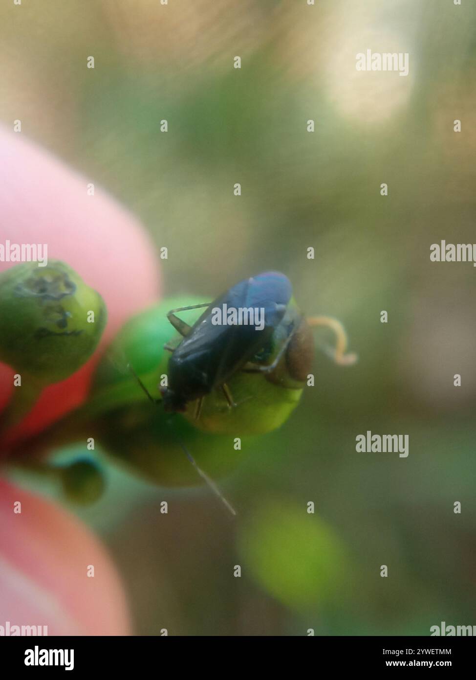 Common Nettle Flower Bug (Plagiognathus arbustorum Stock Photo - Alamy