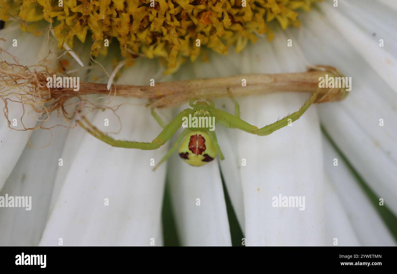 Triangle Crab Spider (Ebrechtella tricuspidata Stock Photo - Alamy