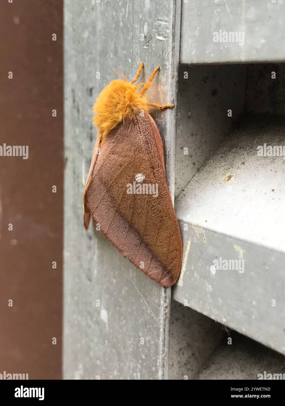 Pink-striped Oakworm Moth (Anisota virginiensis Stock Photo - Alamy