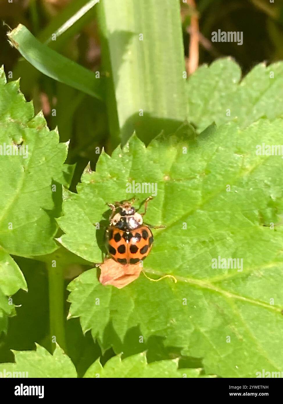 Asian Lady Beetle (Harmonia axyridis Stock Photo - Alamy