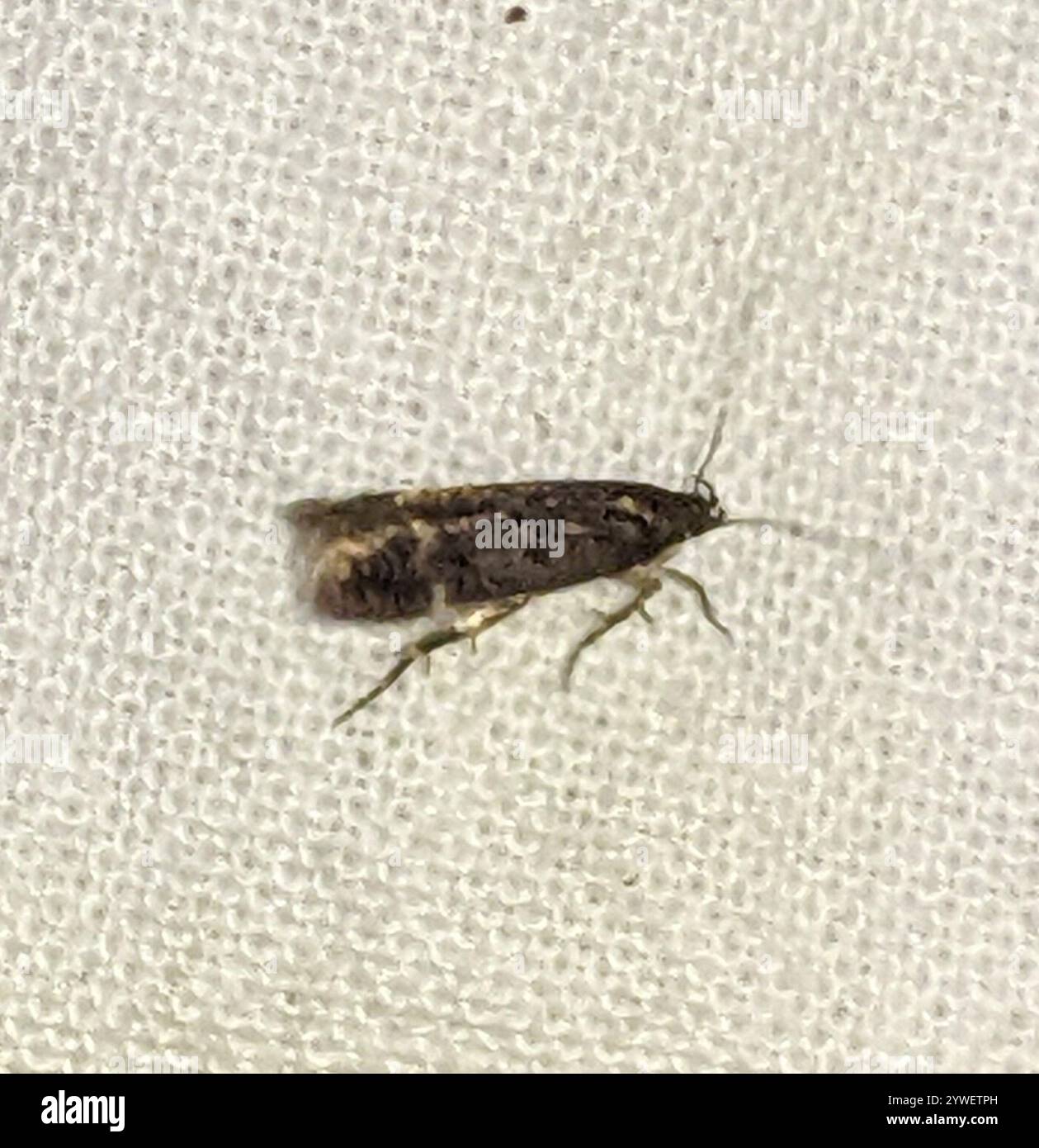 obscure neb (Bryotropha similis Stock Photo - Alamy