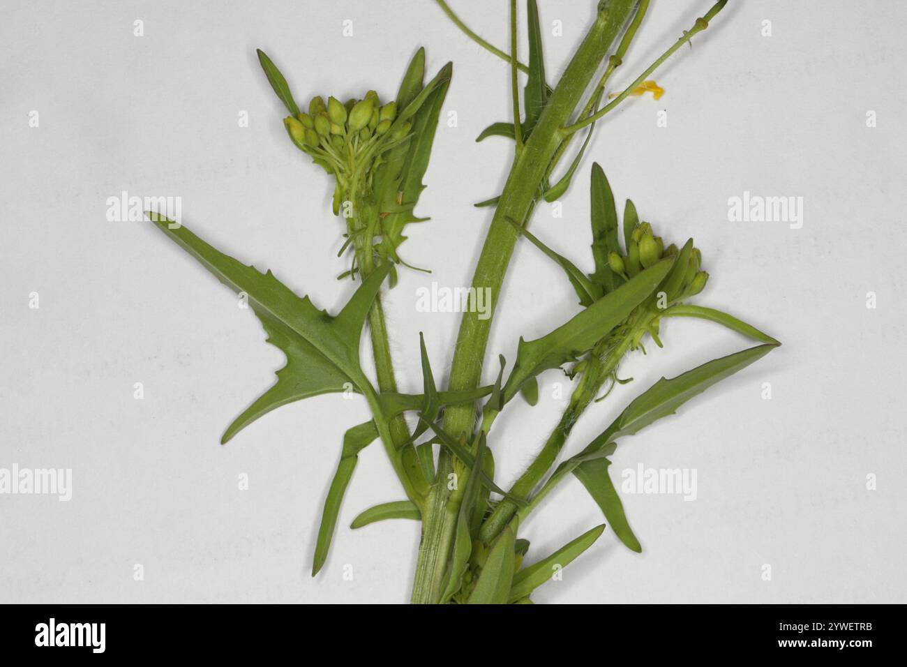 False london rocket hi-res stock photography and images - Alamy