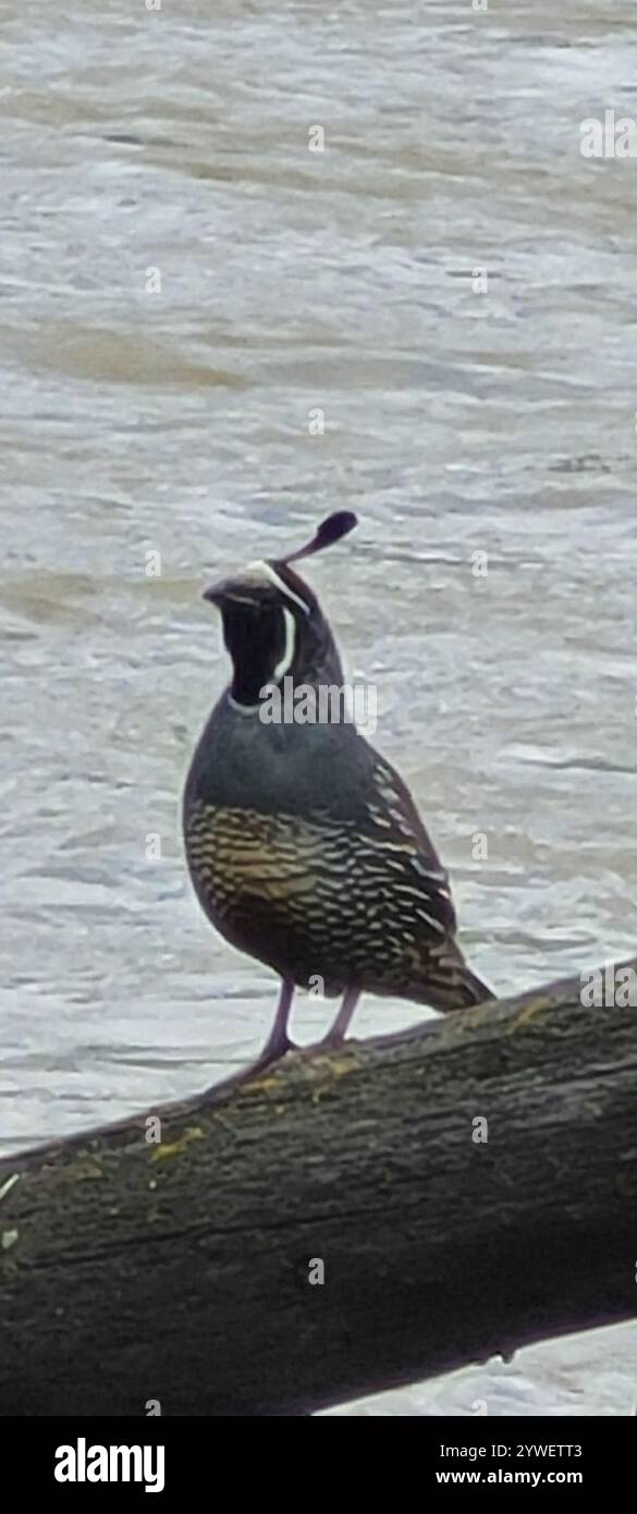 California Quail (Callipepla californica Stock Photo - Alamy