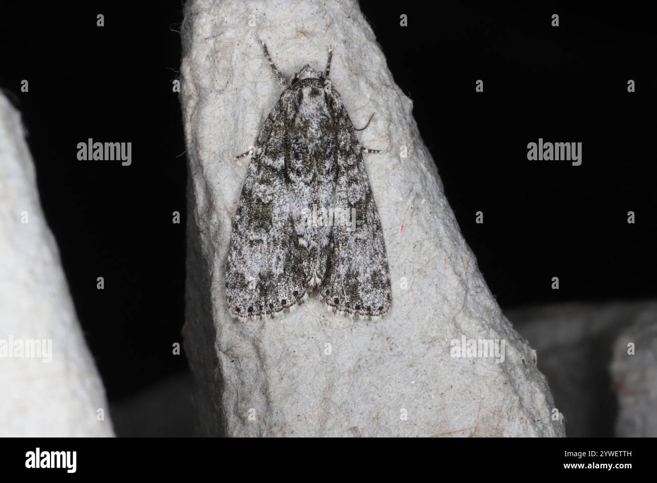 Dagger Moths (Acronicta Stock Photo - Alamy
