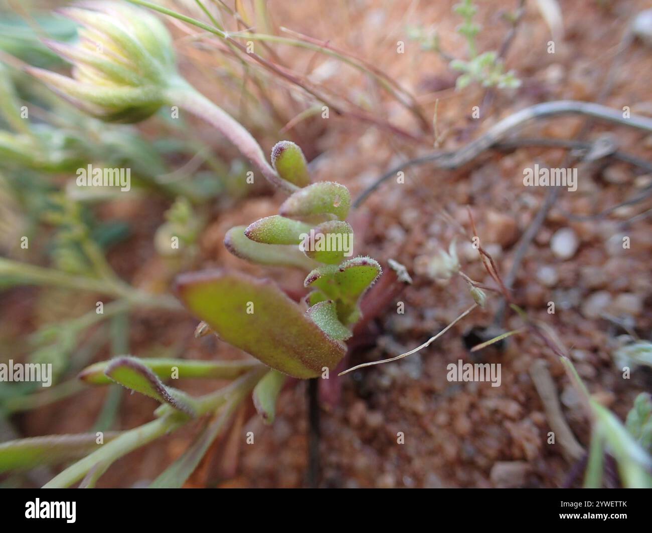 Cape marigold (Dimorphotheca sinuata Stock Photo - Alamy