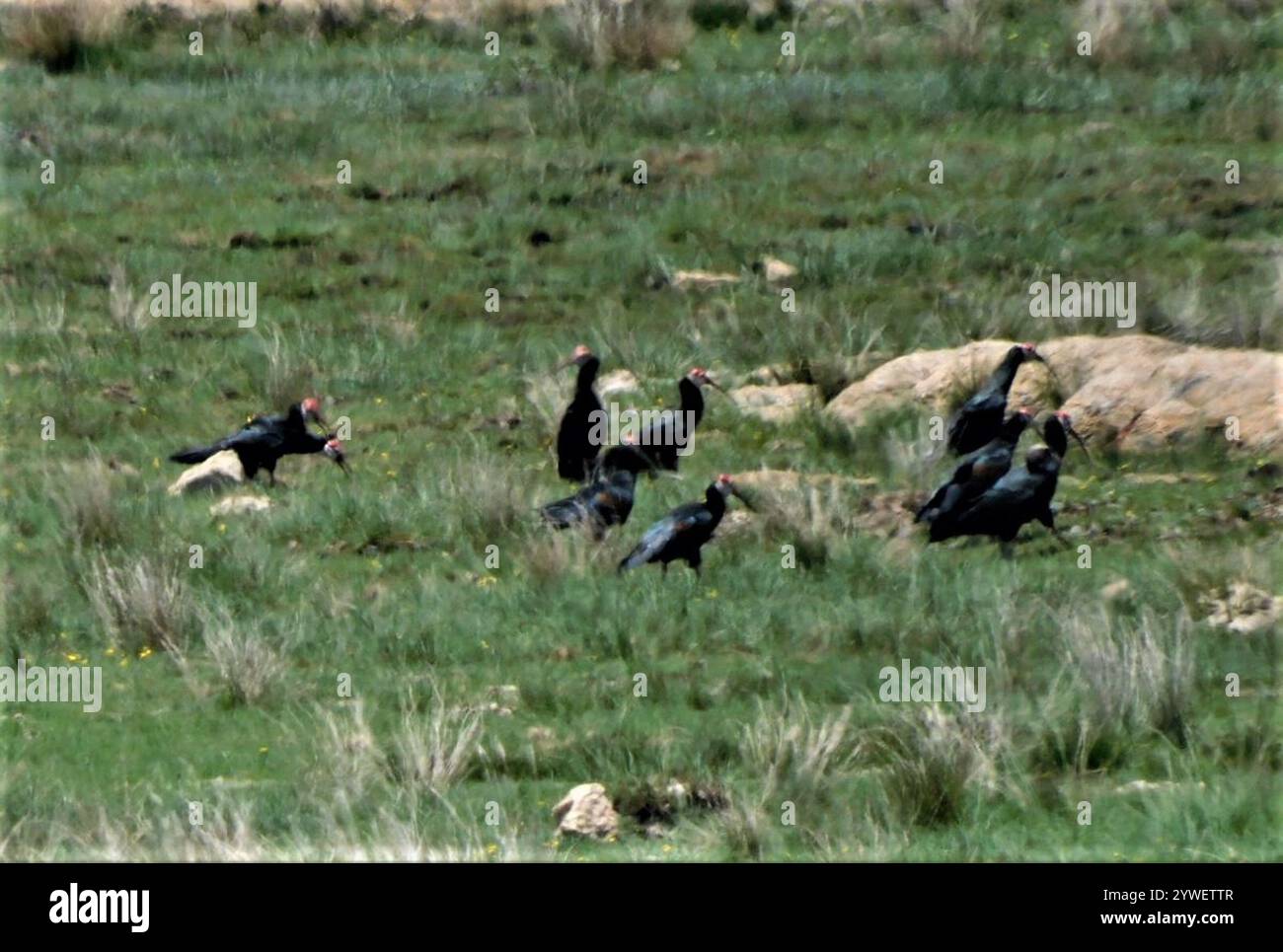 Southern Bald Ibis (Geronticus calvus Stock Photo - Alamy