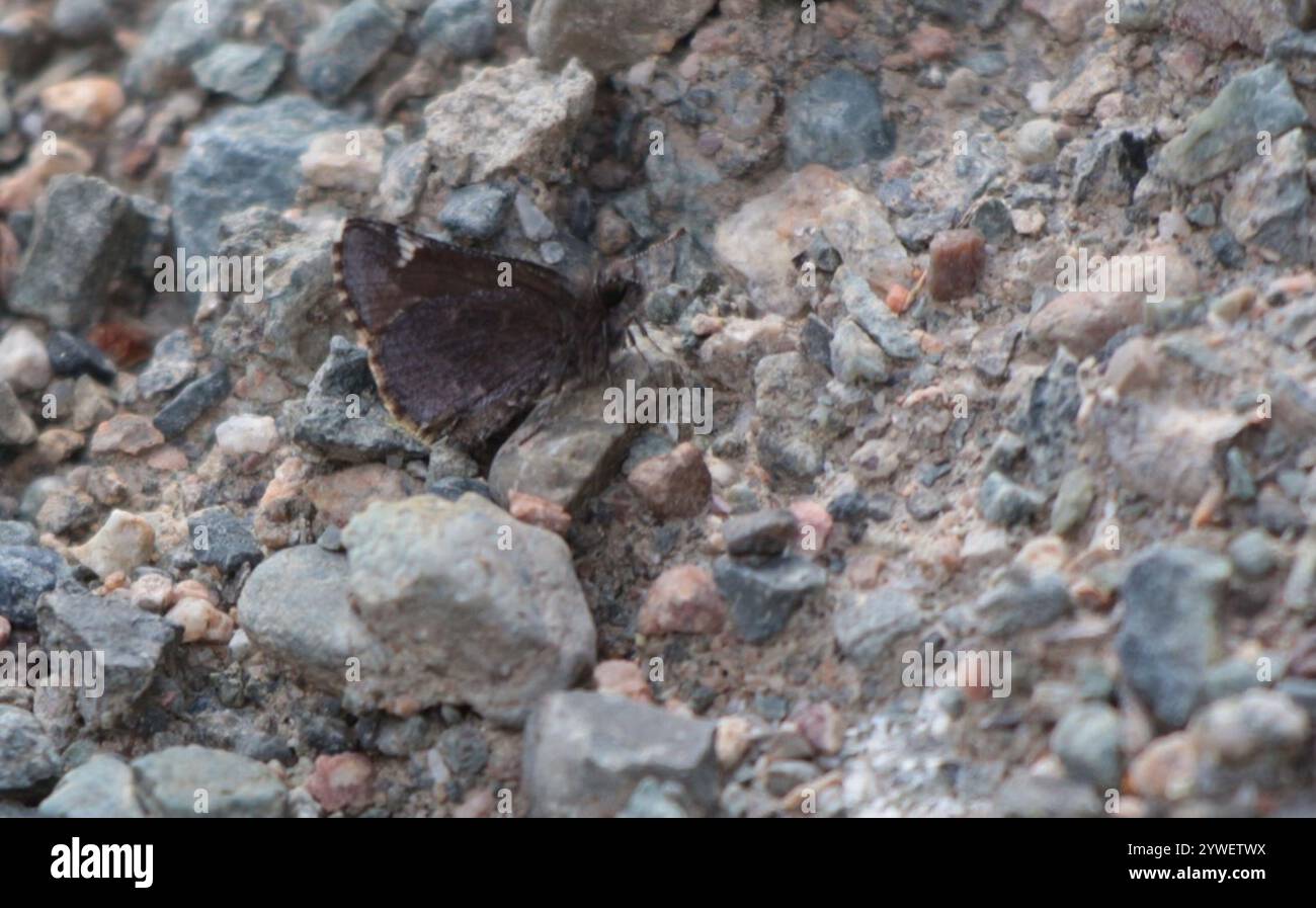 Common Roadside-Skipper (Amblyscirtes vialis Stock Photo - Alamy