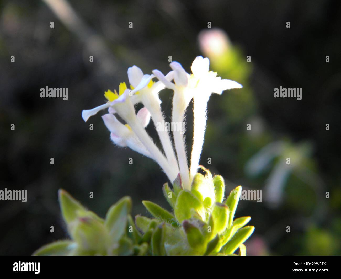 Hairyflower Capesaffron (Gnidia tomentosa Stock Photo - Alamy