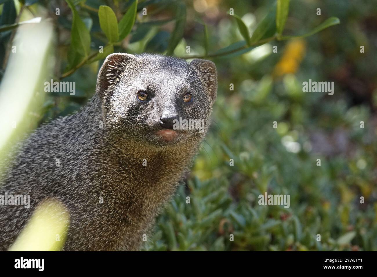 Grey cape hi-res stock photography and images - Alamy