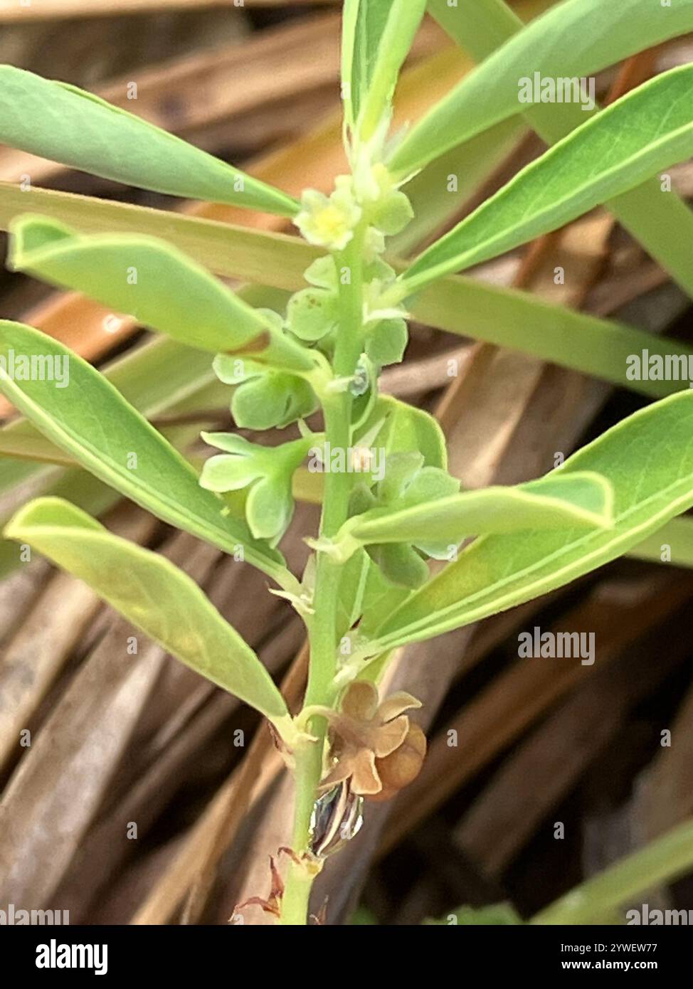 Smartweed Leafflower (Phyllanthus polygonoides Stock Photo - Alamy