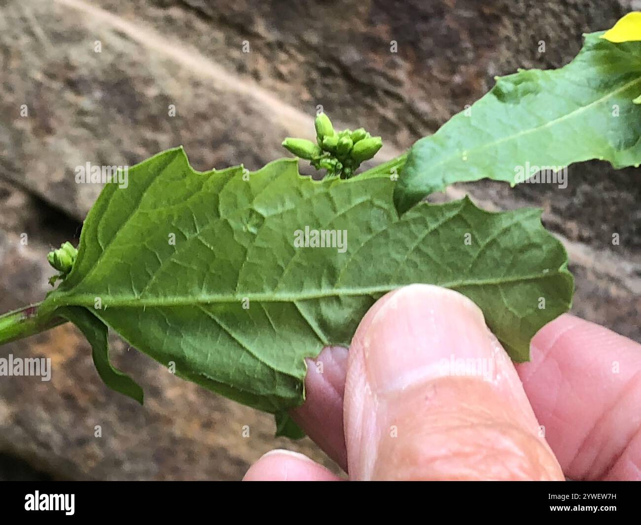 charlock (Mutarda arvensis Stock Photo - Alamy