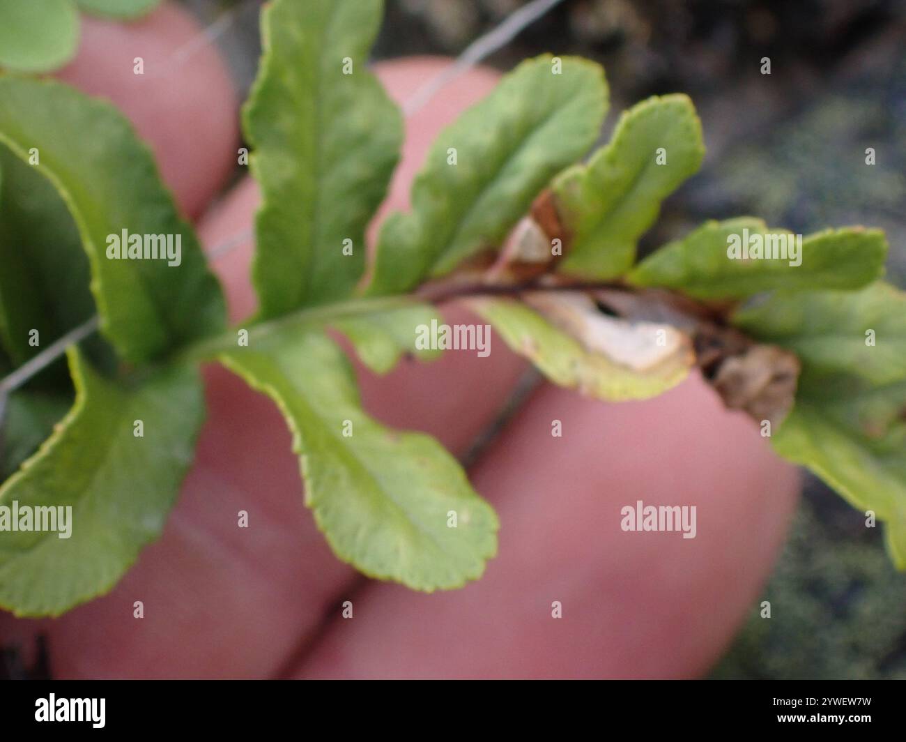 western polypody (Polypodium hesperium Stock Photo - Alamy