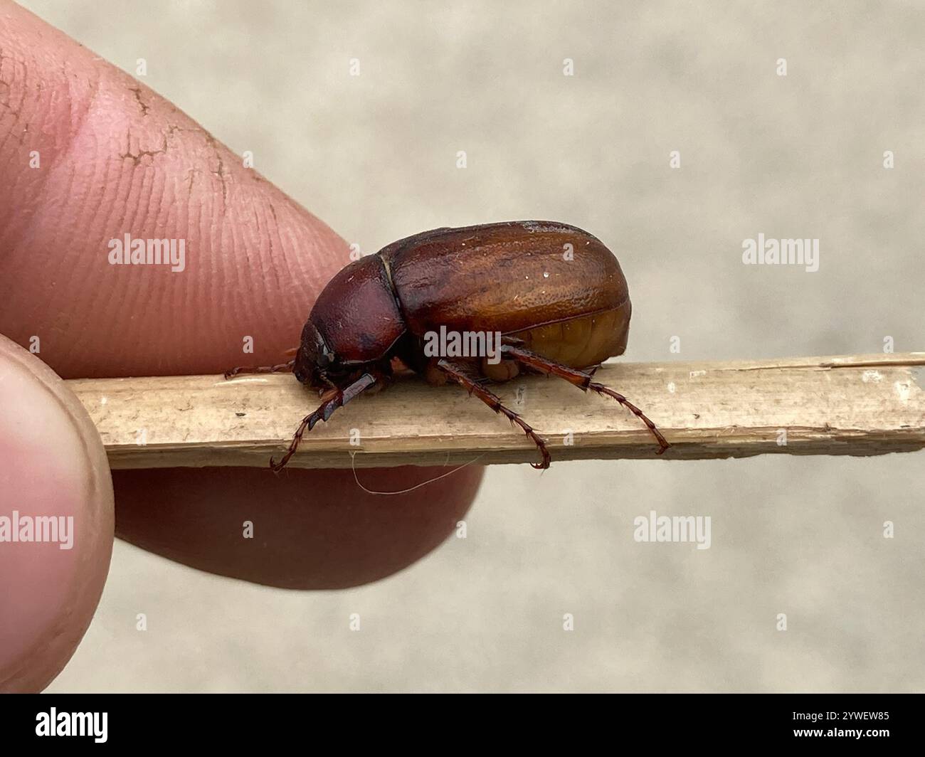 June Beetles (Melolonthinae Stock Photo - Alamy